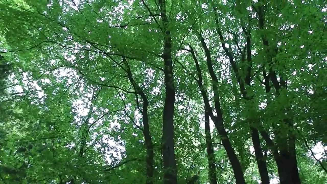 Amazing trees in germany - A wonderful forest - YouTube