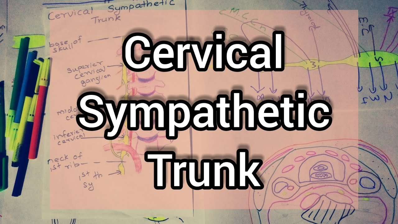 cervical sympathetic trunk | cervical part of sympathetic trunk ...