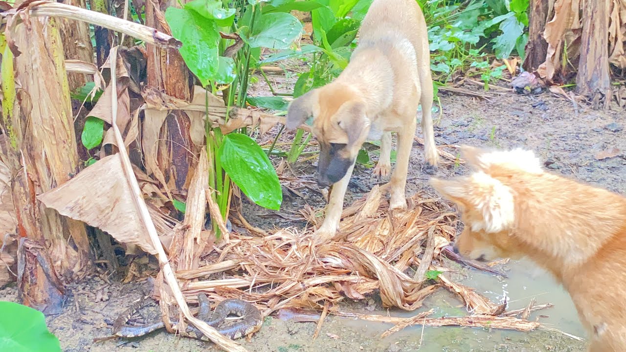Dog and snake in banana tree - YouTube