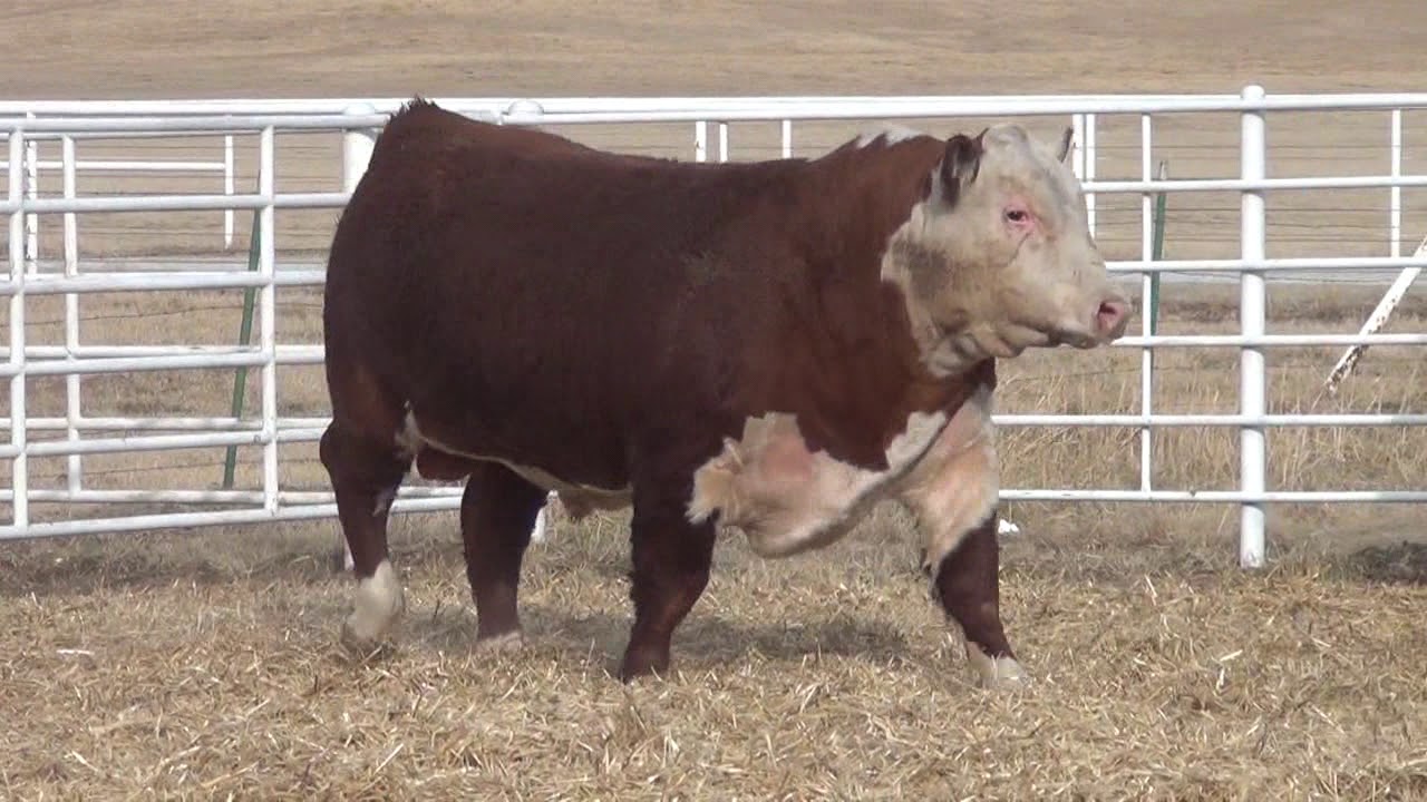 Express Ranches Lot 216 - YouTube
