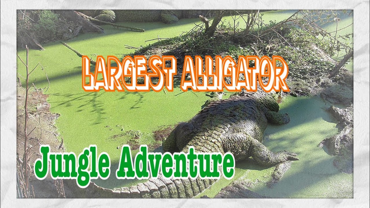 Check it out ! Largest alligator in Florida Jungle Adventure 🐊Xem Cá ...