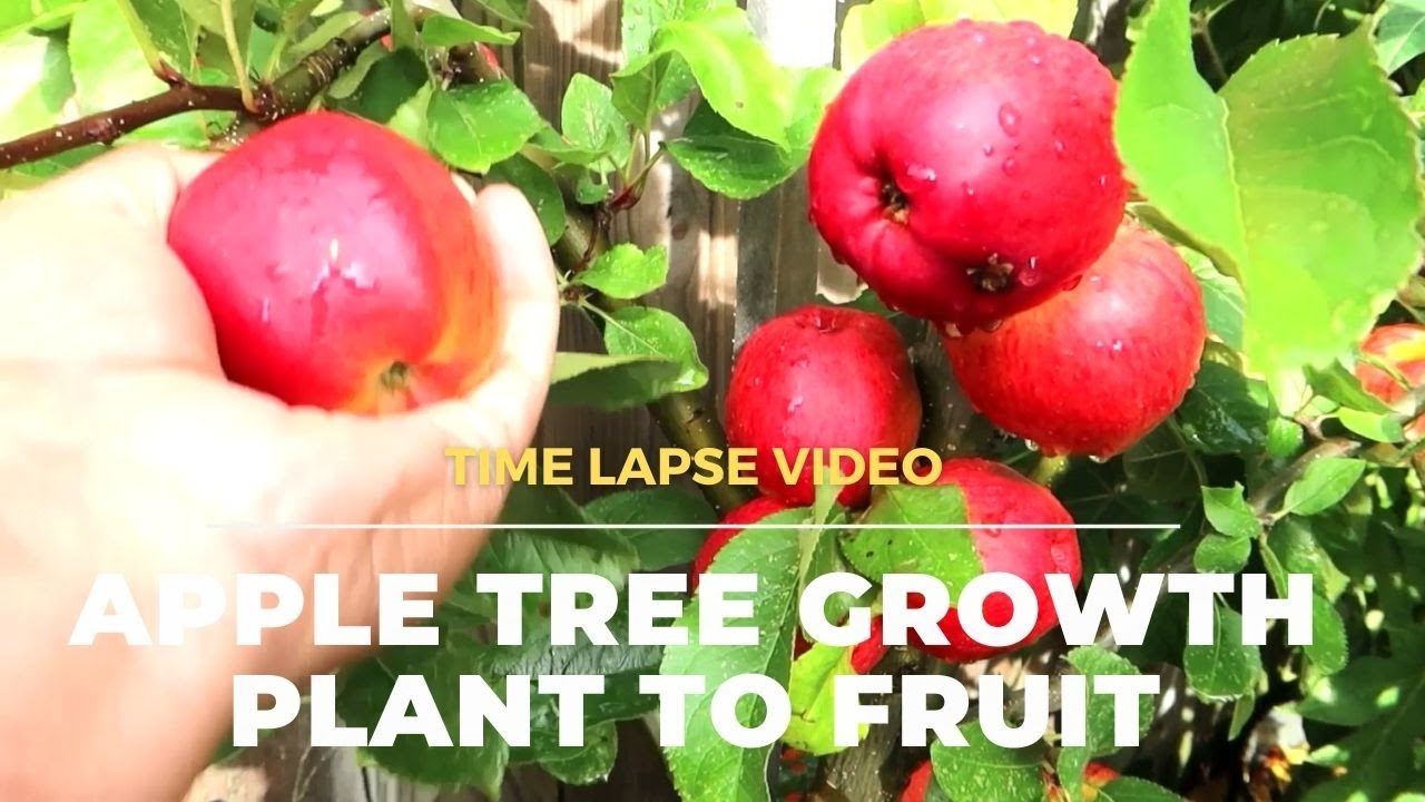 Apple tree planting to fruiting time lapse video - YouTube