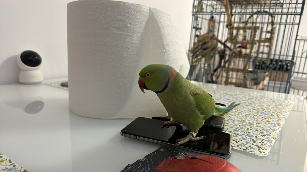 ARI MICUL ALEXANDER - YouTube