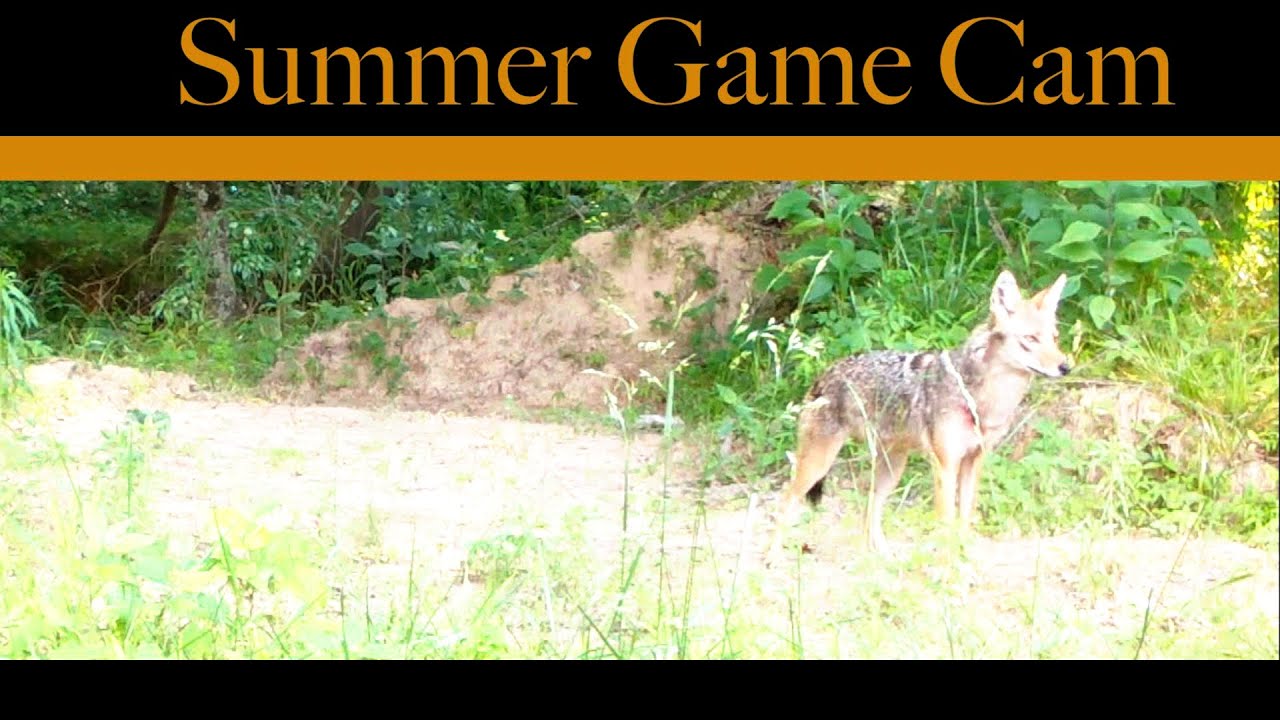 Awesome summer trail cam footage | Wildlife game cam - YouTube
