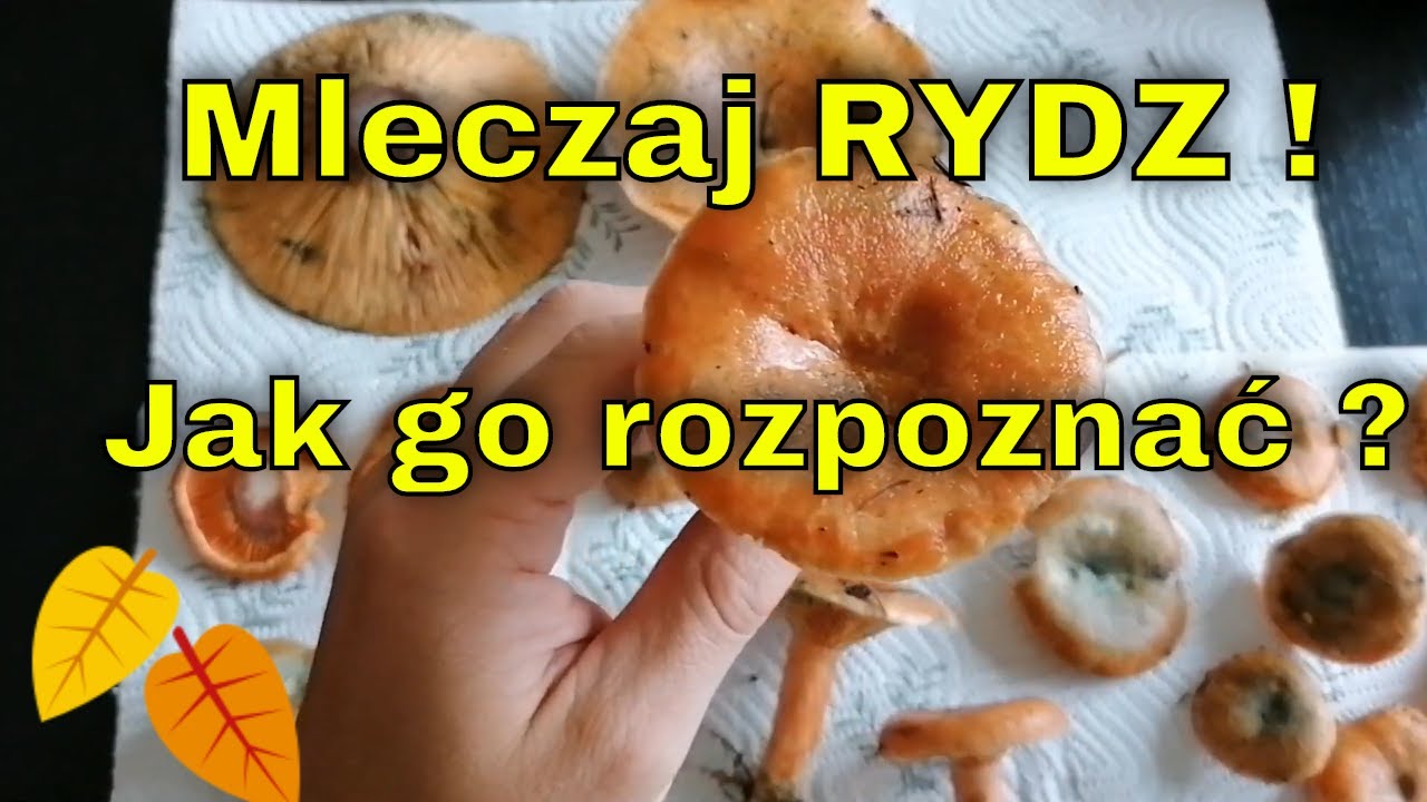 Mleczaj RYDZ. Jak go rozpoznać? 🍄 - YouTube