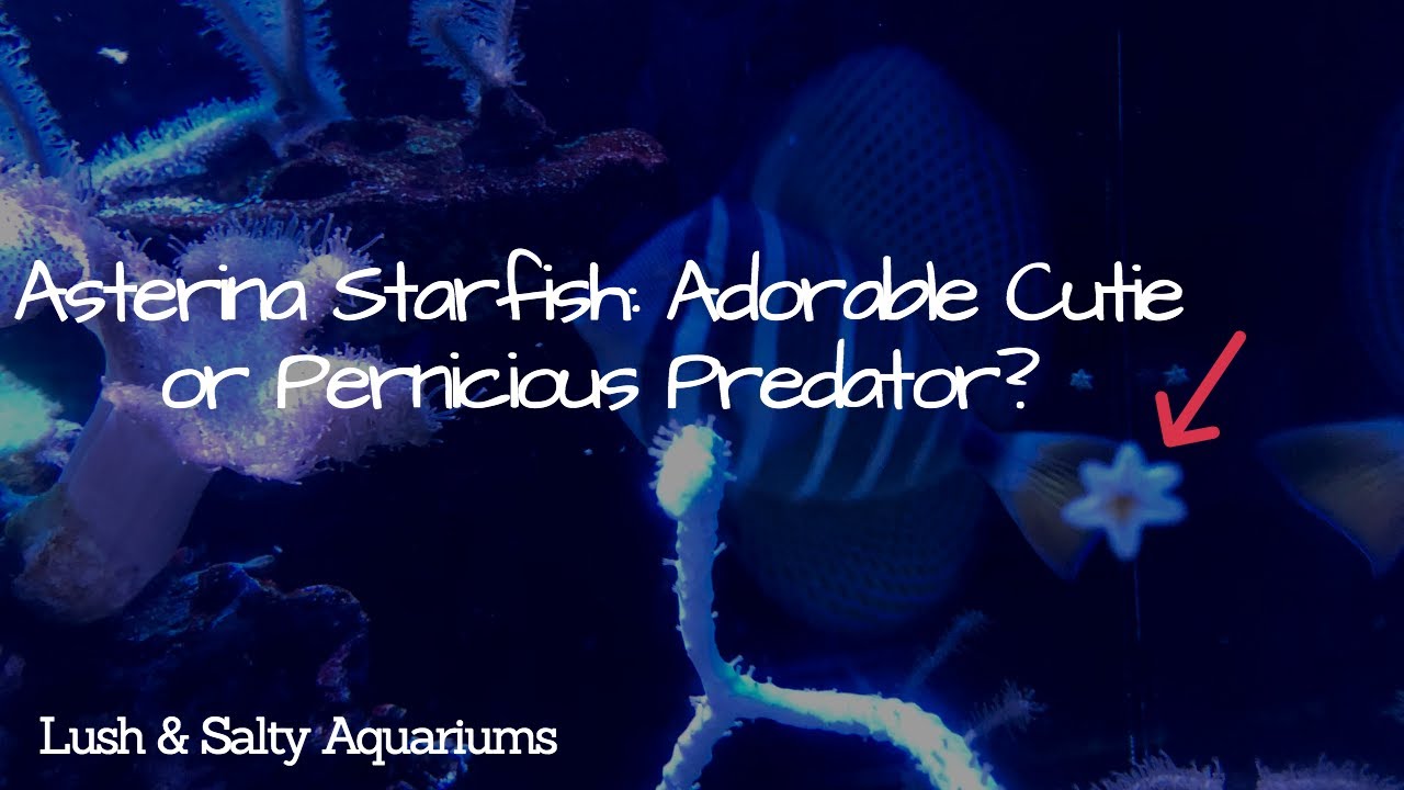 The Asterina Starfish! - YouTube
