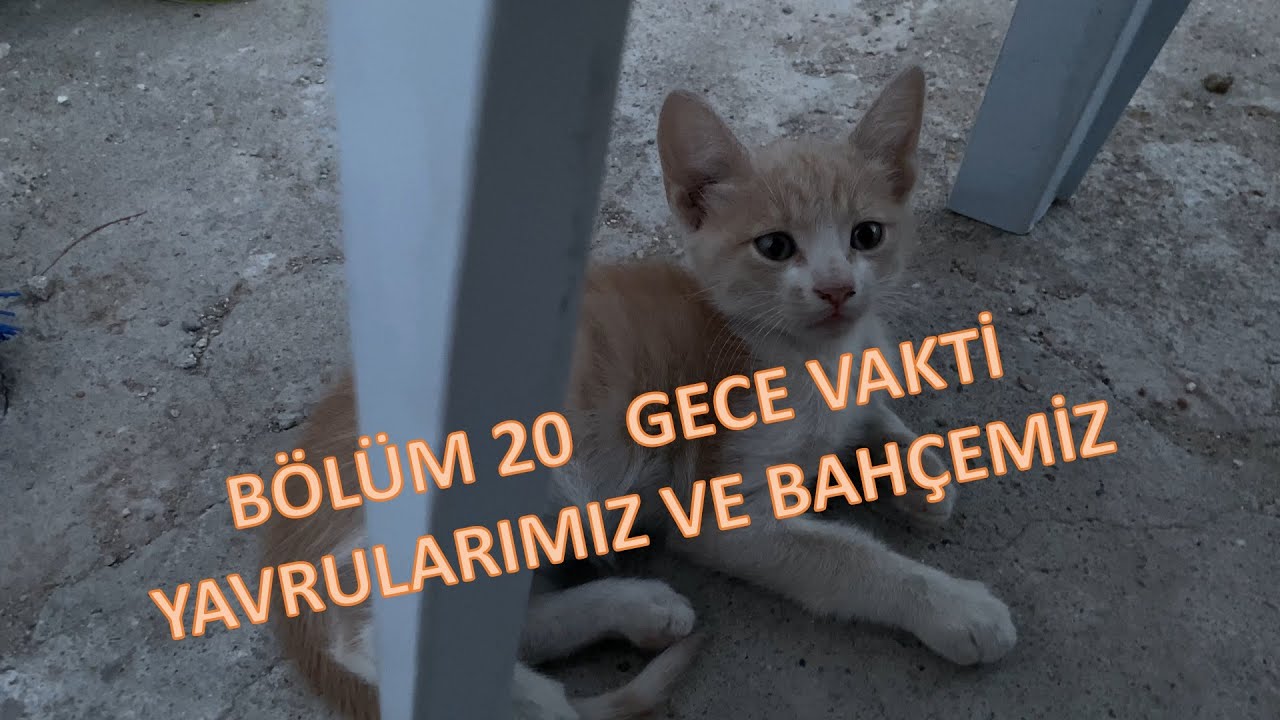 GECE VAKTİ BAHCEM VE YAVRULAR - YouTube