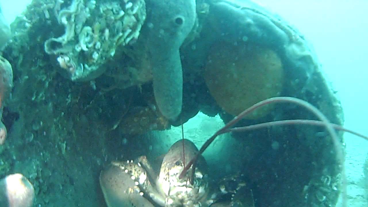 Zimski hlap - YouTube