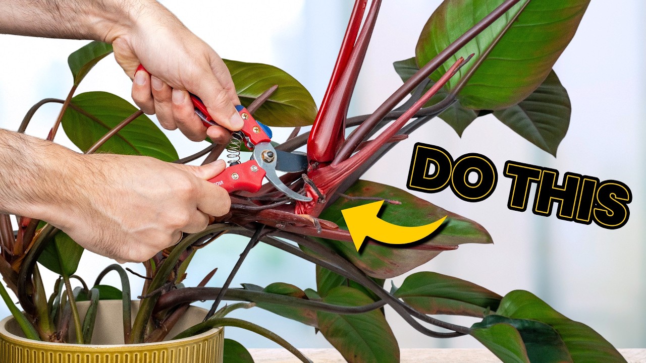 20 Plant Tasks You MUST Do This Autumn - YouTube