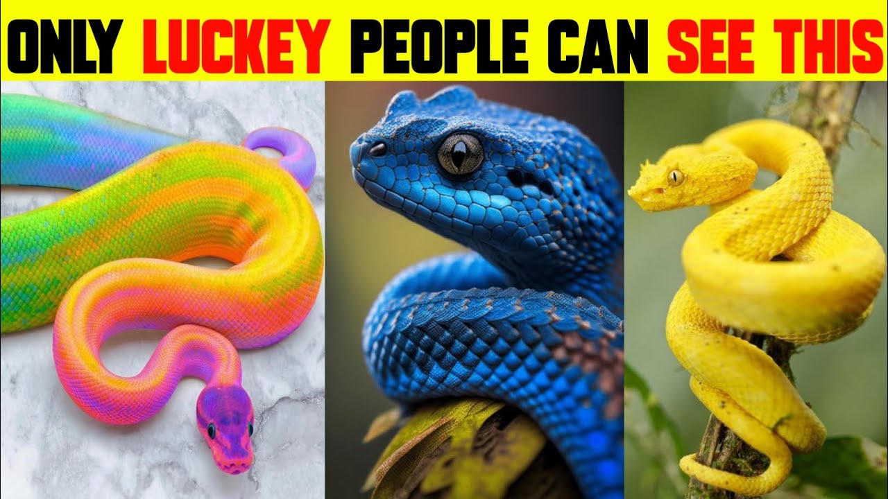ONLY LUCKEY PEOPLE CAN SEE THIS SNAKES | RAREST BEAUTIFUL SNAKES IN THE ...