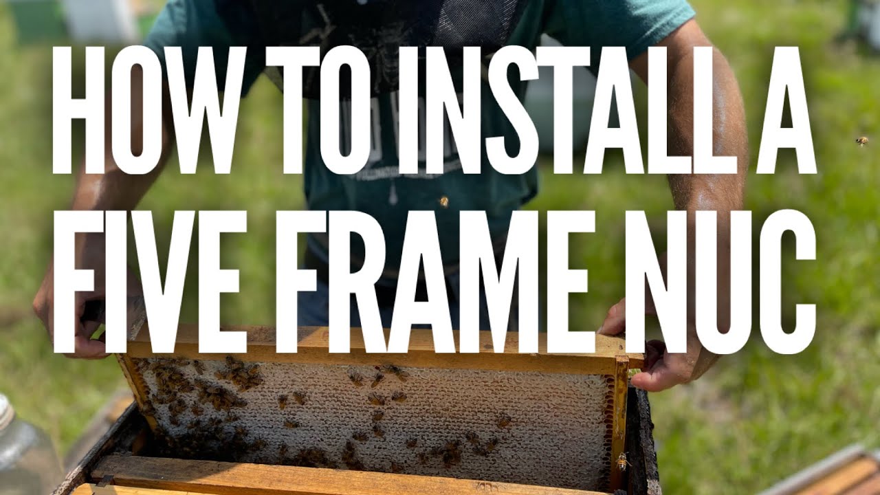 How To Install Your Five Frame Nuc - Beekeeping Basics - YouTube