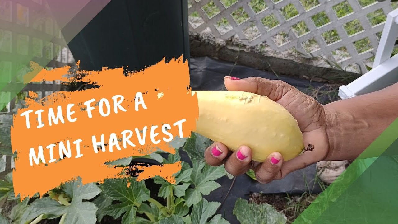 Join Us On A Mini Harvest - YouTube