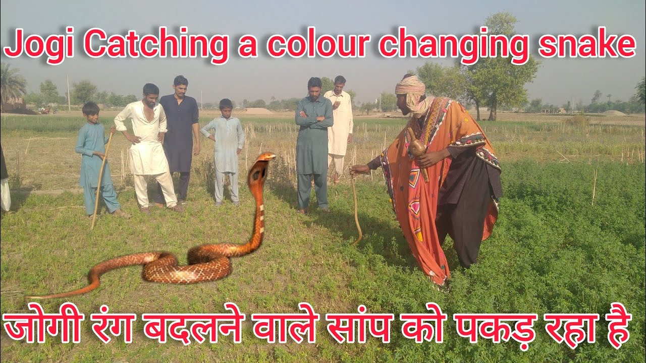 Jogi Catching a colour changing snake in Pakistan @AmanatAliJogi - YouTube