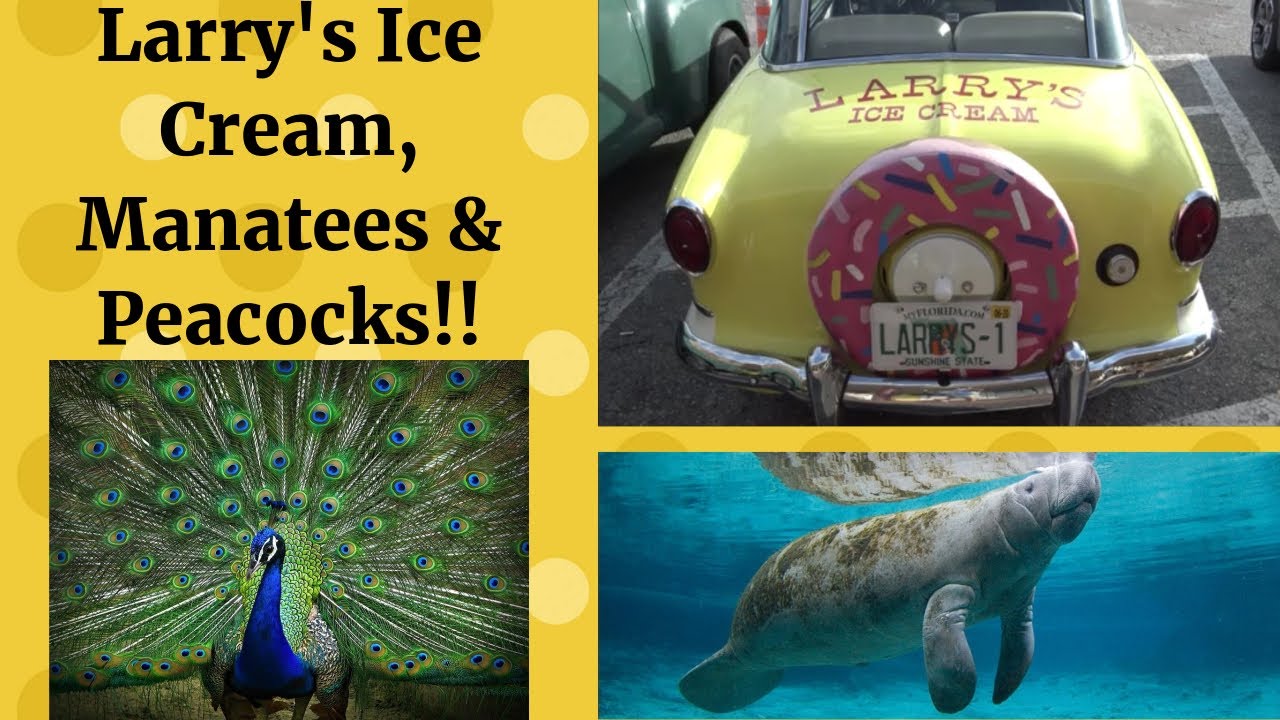 Larry's Ice Cream, Manatees, and Peacocks; St. Pete Florida Wildlife ...