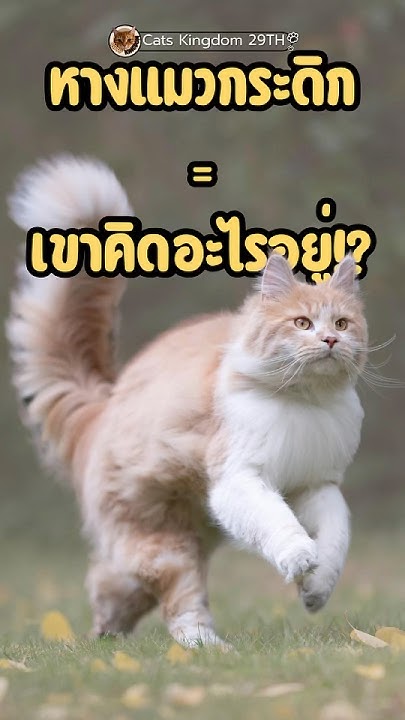 หางแมวกระดิกถี่ ๆ แปลว่าอะไร? 🐾 เผยความลับที่ทาสแมวต้องรู้! |Cats ...