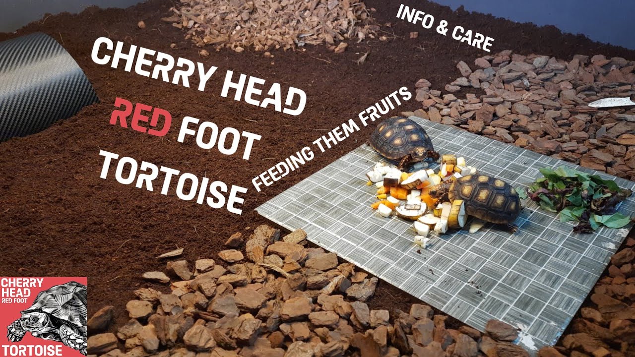 Red Foot Tortoise : Cherry Head | Introducing Fruit To Our 3 Months Old ...