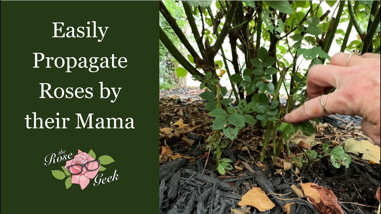 🌹 90% Success Rose Propagation Method - Create Roses near their Mama ...