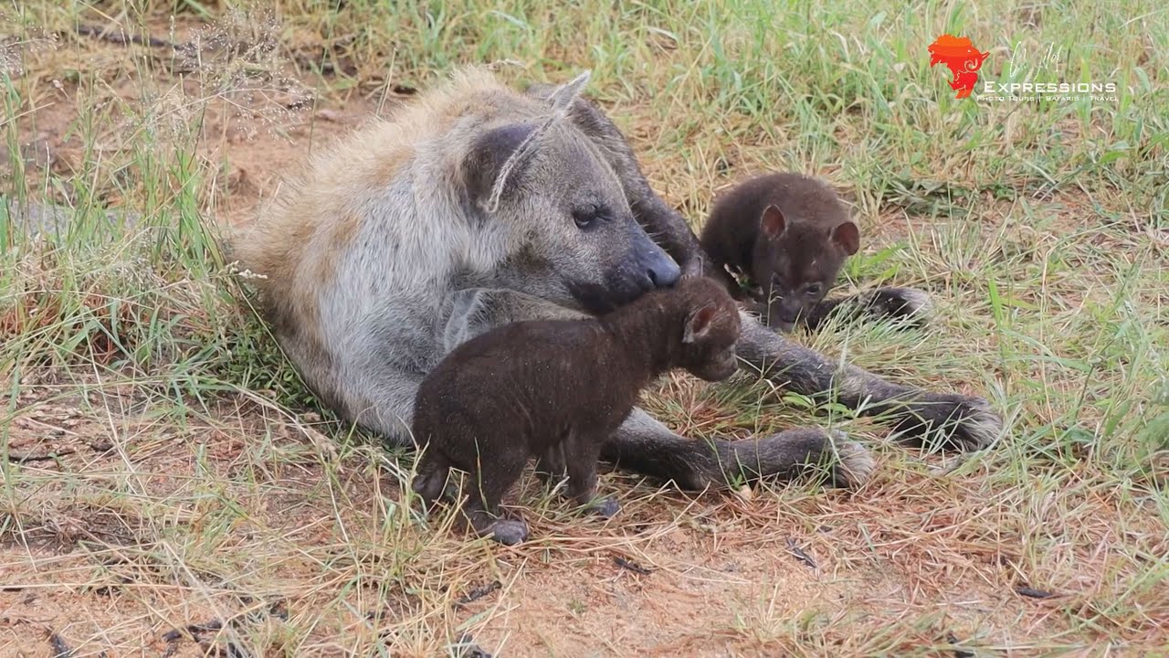 Hyena mothers newborn cubs in the Kruger National Park - YouTube