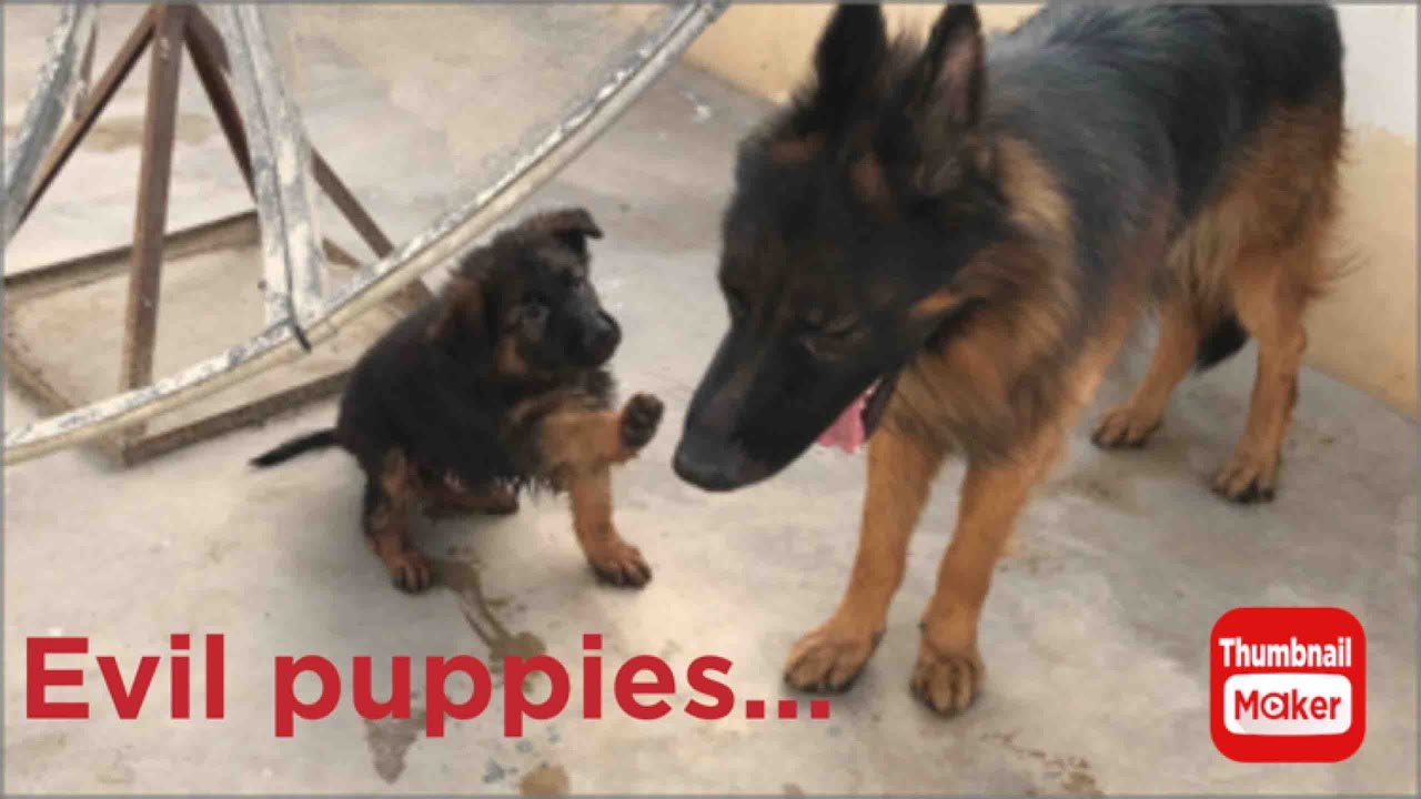 Evil German Shepherd