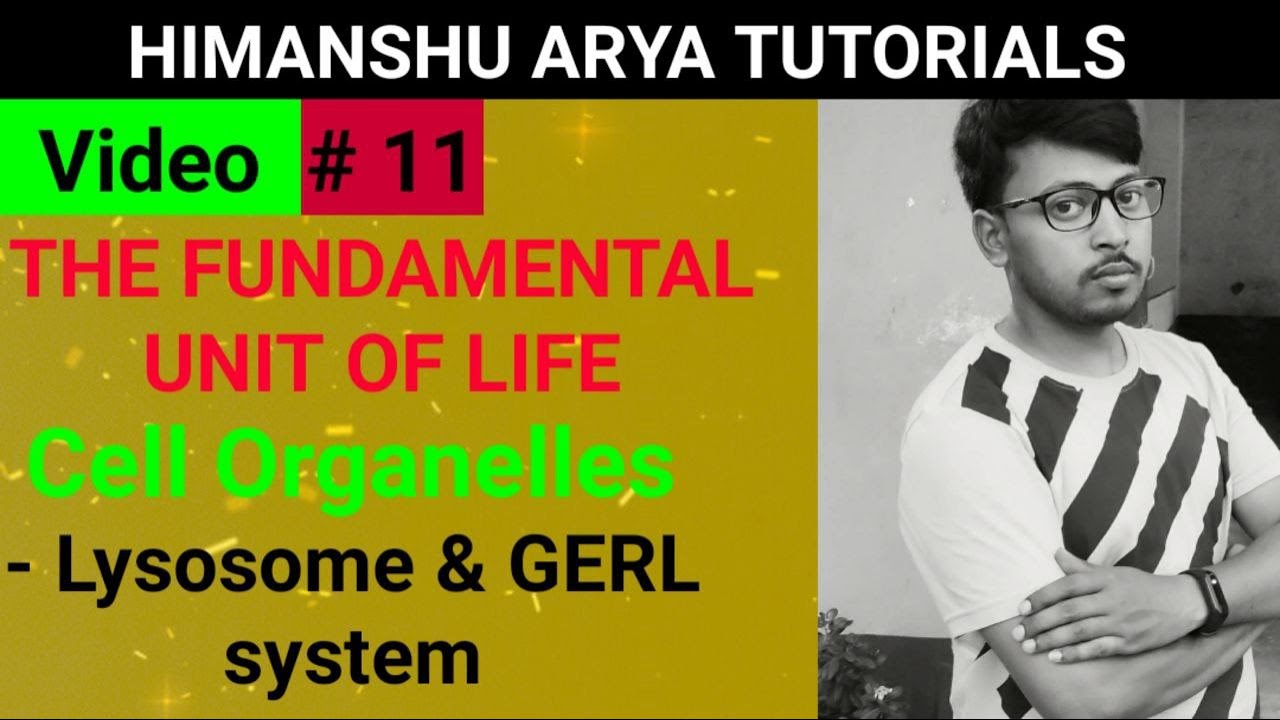 Foundation for NEET & AIIMS/cell Organelles/Lysosome & GERL system/The ...