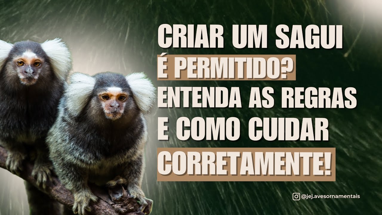 Como cuidadar de um Sagui - YouTube