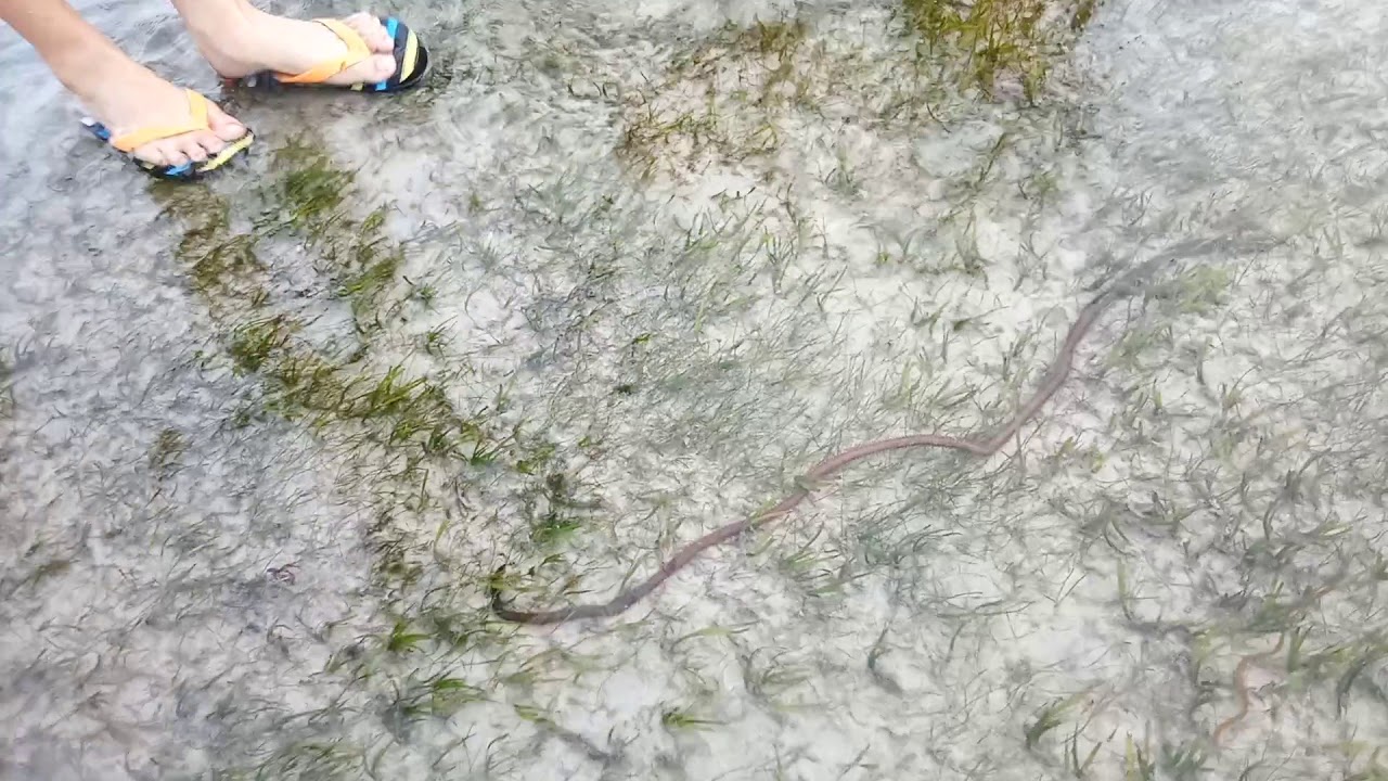 Centipede in the sea - YouTube