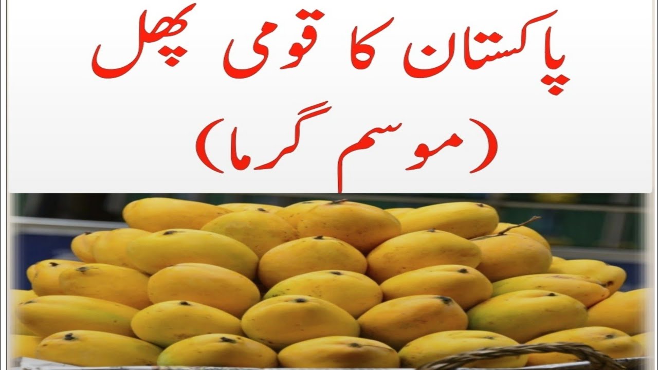 National Fruit of Pakistan (Summer) پاکستان کا قومی پھل (موسم گرما ...