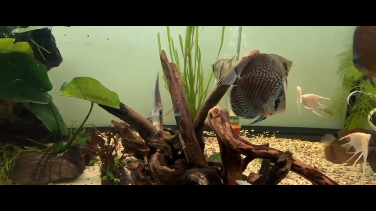 Angel fish and Discus fish in fish tank 😀 - YouTube