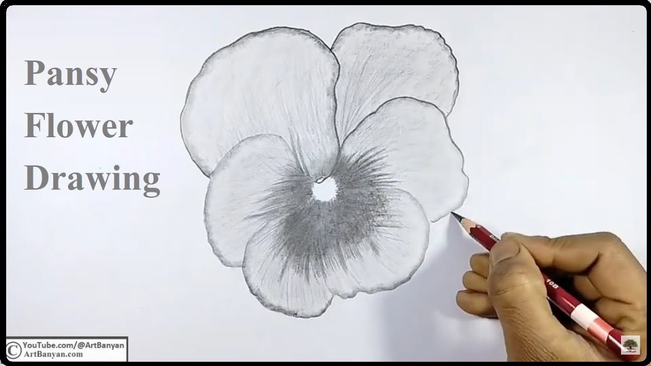 drawing of pansy flower | pansy flower drawing | pansy flower ki ...