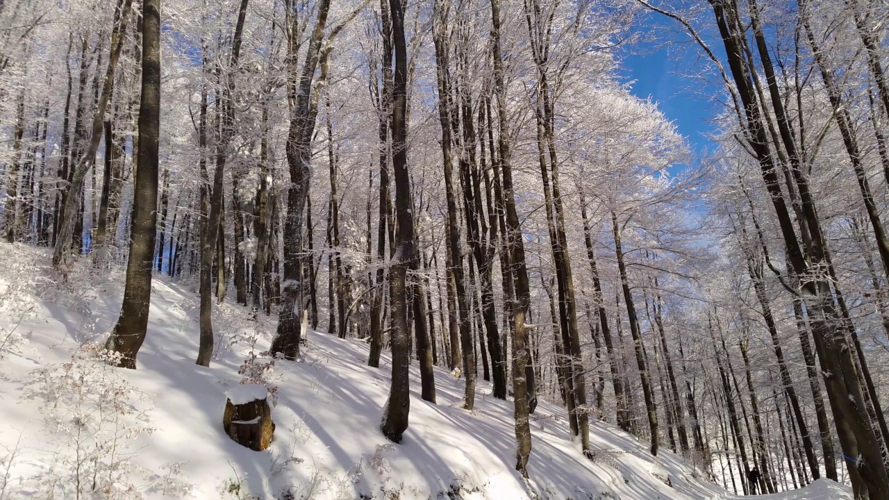 WINTER FOREST Gold Trees Blue Sky 8K 9K 4606P - YouTube