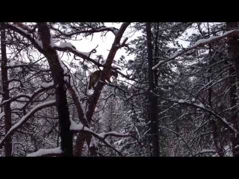 Mountain lion coming out of tree