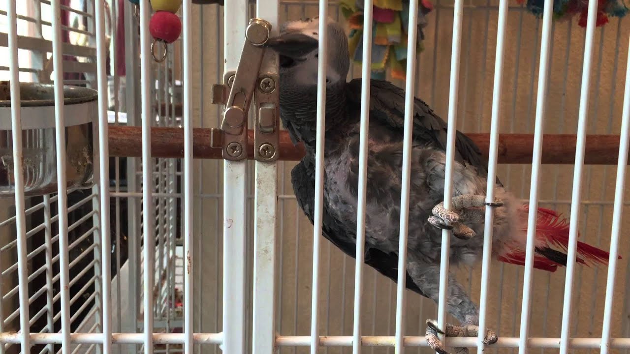 Elmer Unlatches His Cage - YouTube