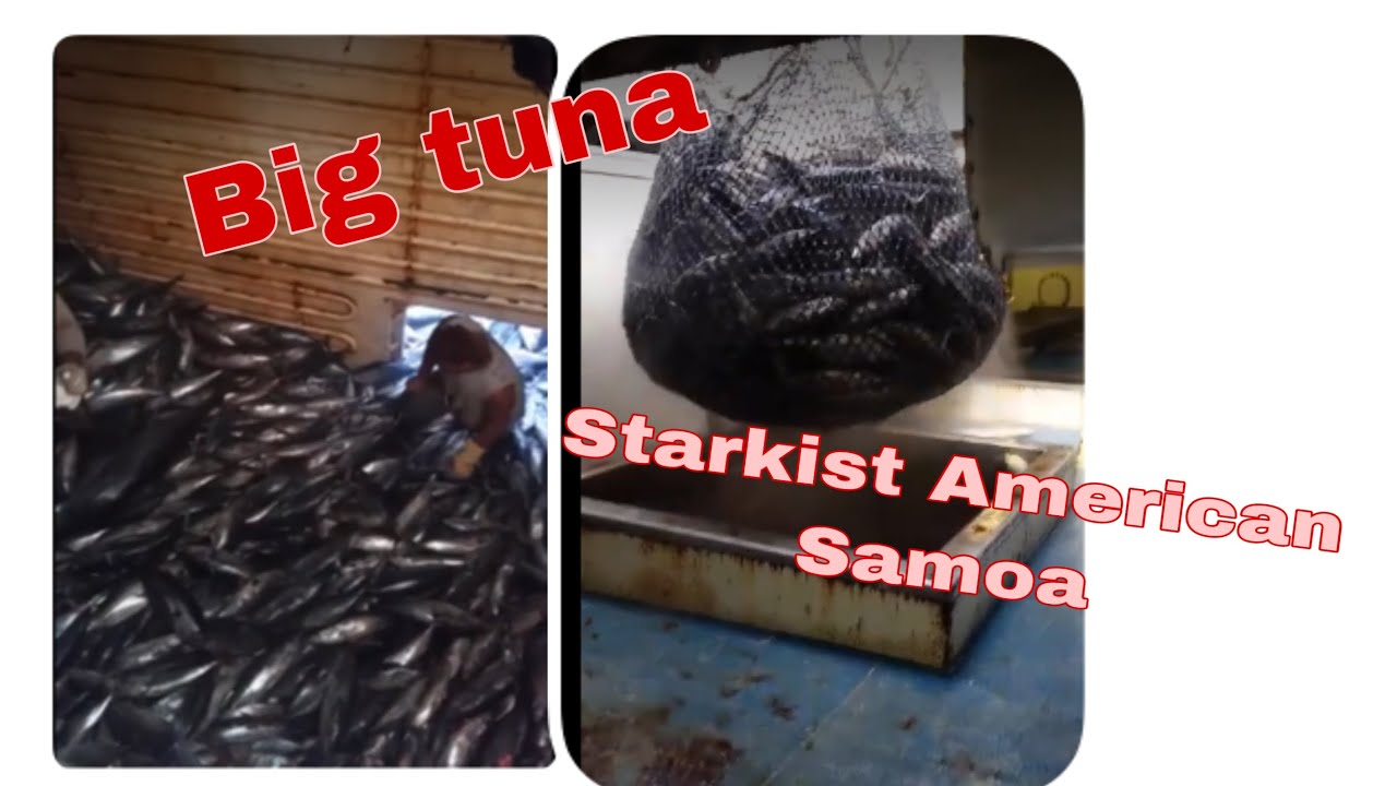 Samoa boys hardworking || starkist American Samoa || AM Samoa fam - YouTube