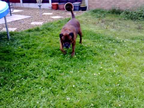 Boxweiler / Rottweiler cross Boxer - YouTube