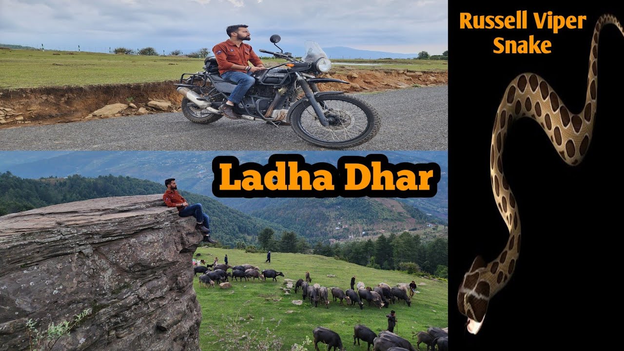 Ladha Dhar | The Real Beauty of Nature | Russell Viper Snake in The ...