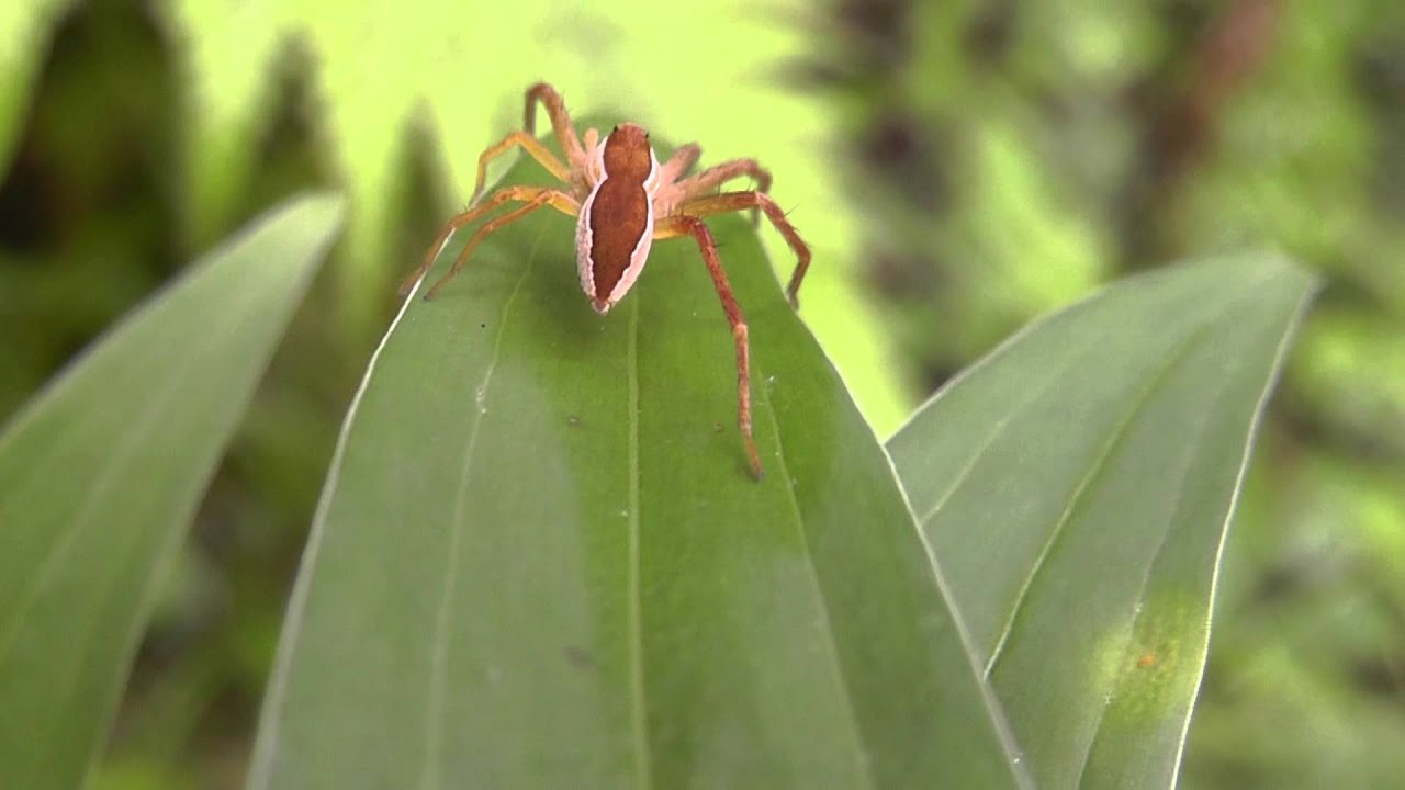 🐝 Small Japan Huntsman Spider - Family Sparassidae - Real Japan ...