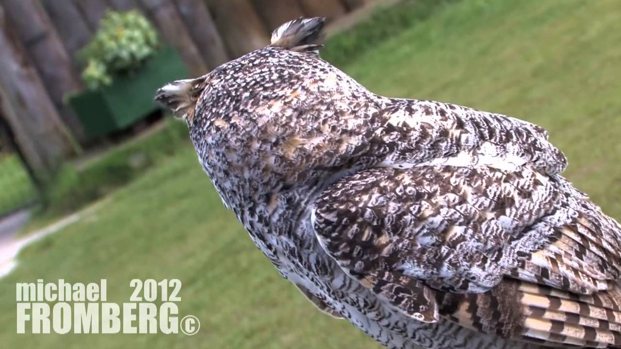 Hagrid the Owl At The Vancouver Zoo - Michael Fromberg - YouTube
