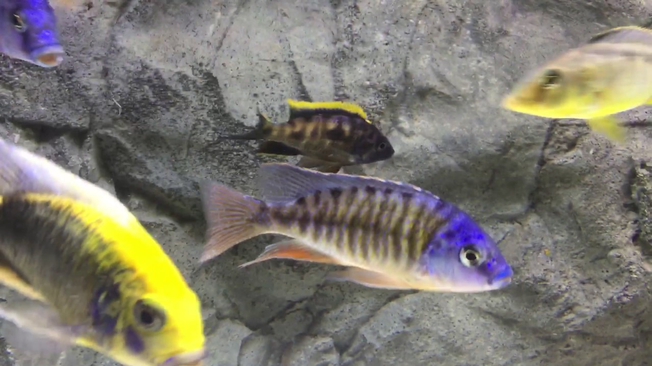 Live fish direct review - YouTube