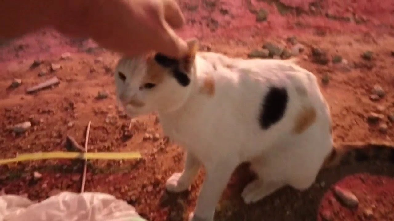 feeding poor stray cat living on the street - YouTube