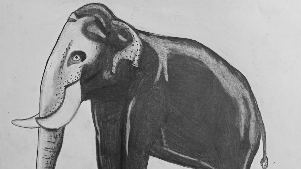 Drawing Of Gajarajan Guruvayur Kesavan By Me | Arts And Drawings By ...