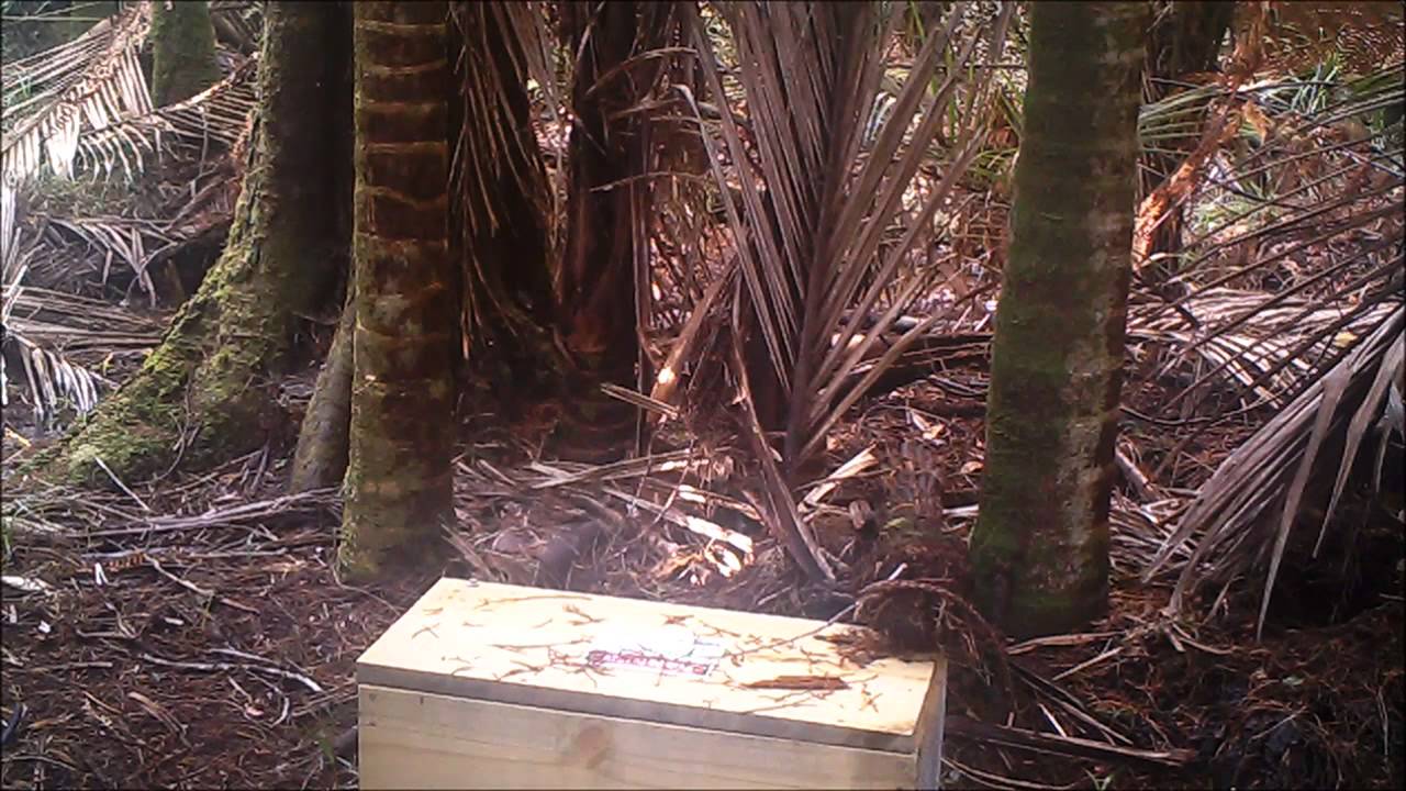 Stoat at box in Pukenui - YouTube