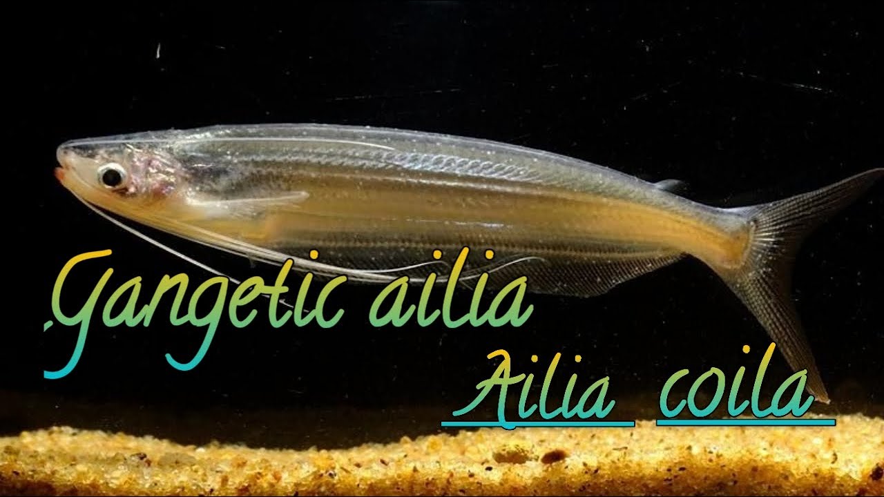 Ailia coila (Gangetic ailia) In Bengali: Kajuli - YouTube