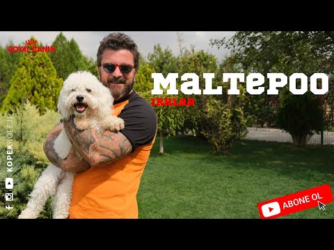 Köpek Irkları - Maltepoo
