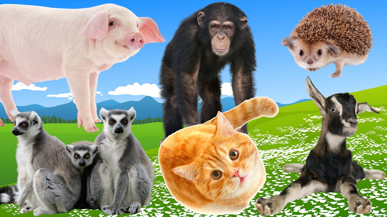 Wildlife Sound Collection: Pig, Chimpanzee, Cat, Hedgehog, Goat ...