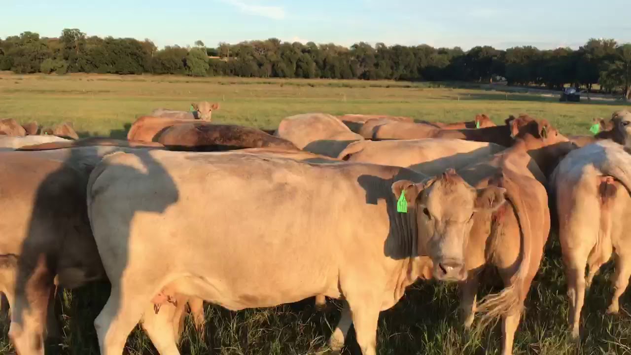 The Cattle Range Listing # 909C849-201 - YouTube