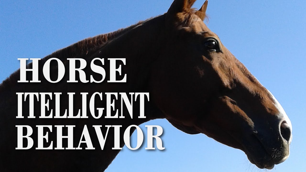 Horse Behavior💥Intelligent animals💖 - YouTube