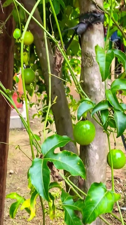 പച്ചയിലെ മധുരമുള്ള മാങ്ങ മുതൽ ചെറിയ സ്ഥലത്ത് ഈ വീട് നിറയെ മാങ്ങ Fruit
