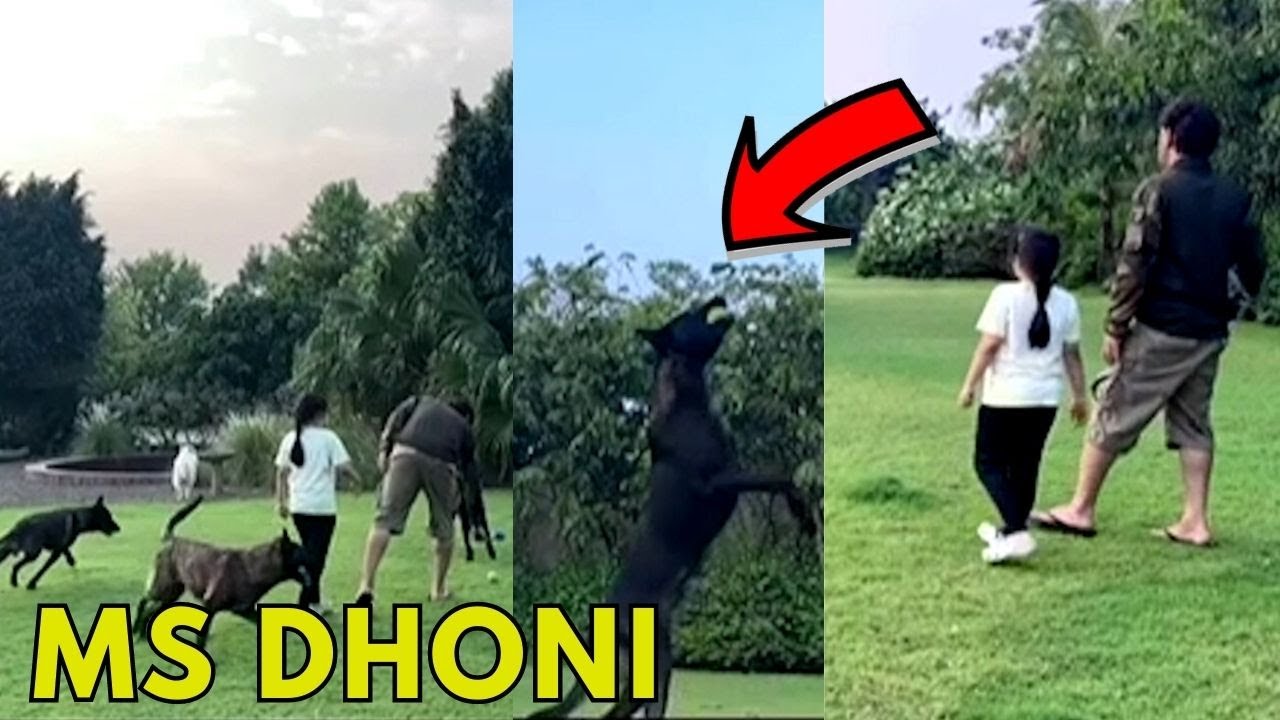 MS Dhoni and Ziva Playing With Pets | Dhoni Playing With Dog's At Home ...