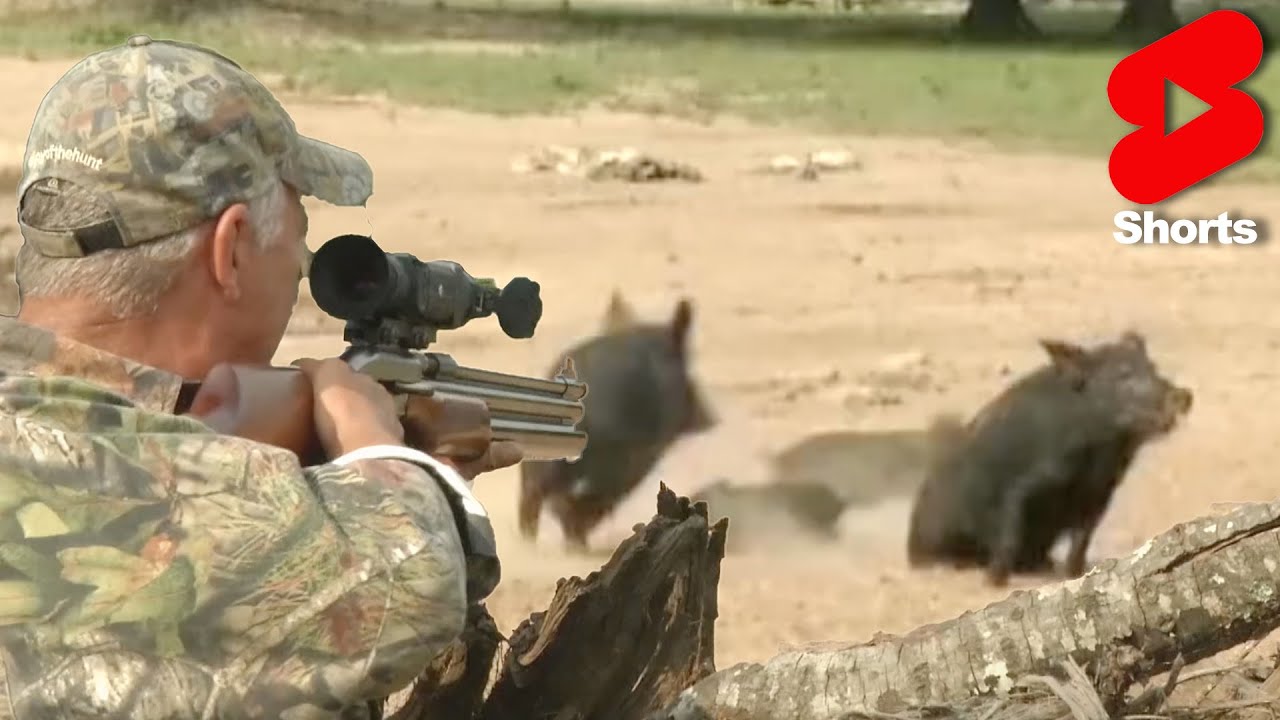 BRAIN SHOT ON HOG with 50 CAL AIRGUN - YouTube
