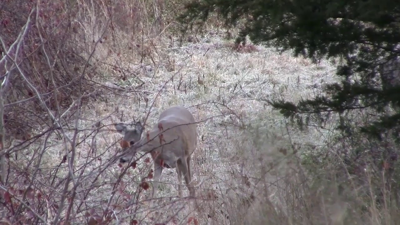Muzzle Loader Deer Hunt - YouTube
